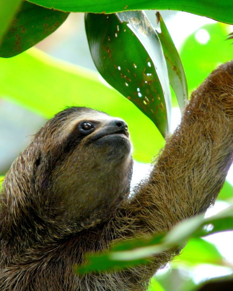 Is Jaco Worth Your Time? An Insider’s Honest Take | divetheamericas.com